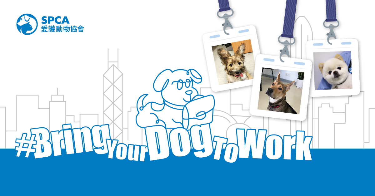 Bring Your Dog To Work | SPCA