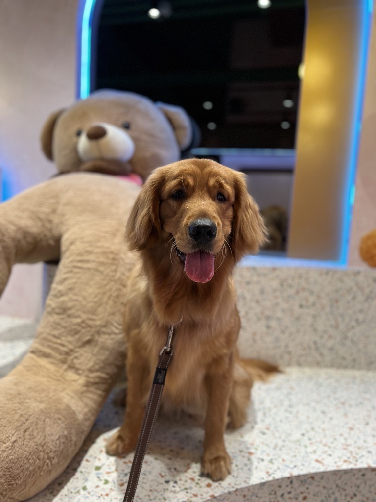 Bring Your Dog To Work | SPCA