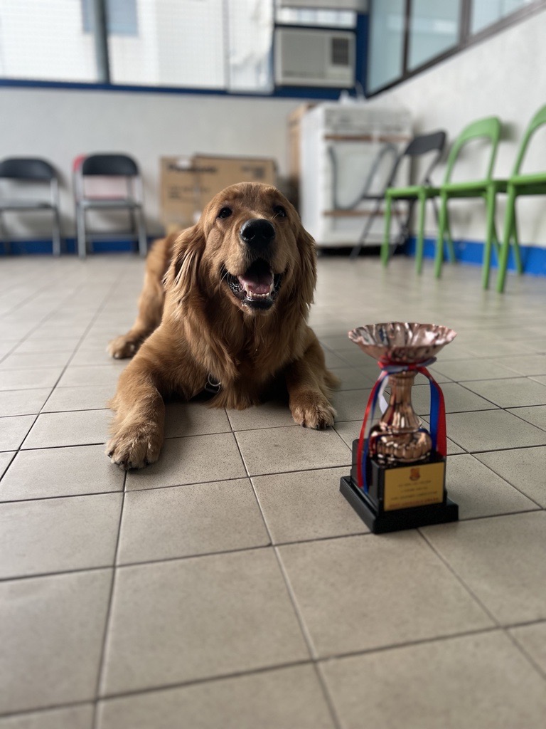 Bring Your Dog To Work | SPCA